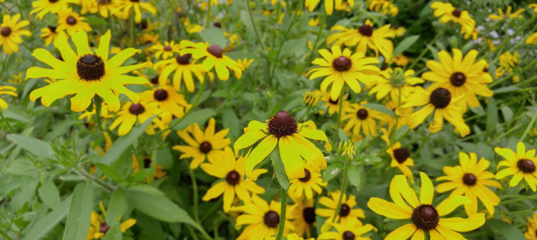 Going Wild for Native Plants - Ontario Nature