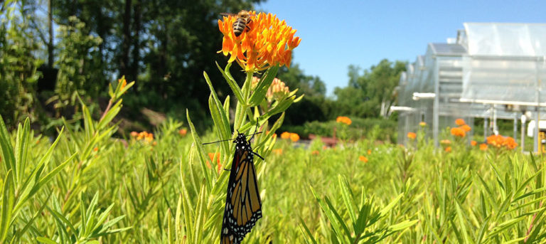 Going Wild for Native Plants - Ontario Nature