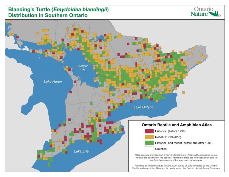 A Sneak Peek Into the Upcoming Ontario Reptile and Amphibian Atlas ...