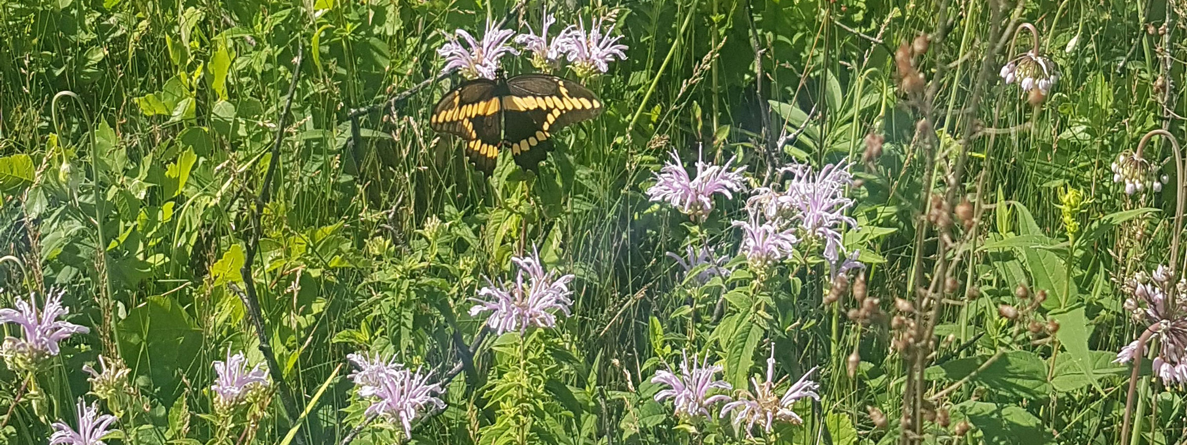 Building Community and Restoring Habitat at Stone Road Alvar Nature ...