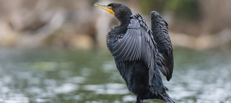 Ontario’s Cormorant Hunt: Setting the Record Straight - Ontario Nature