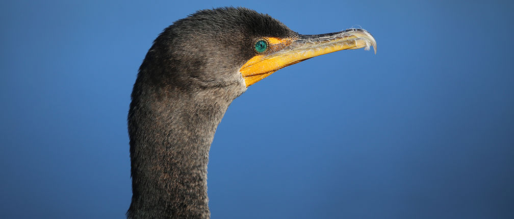 Ontario’s Cormorant Hunt: Setting the Record Straight - Ontario Nature