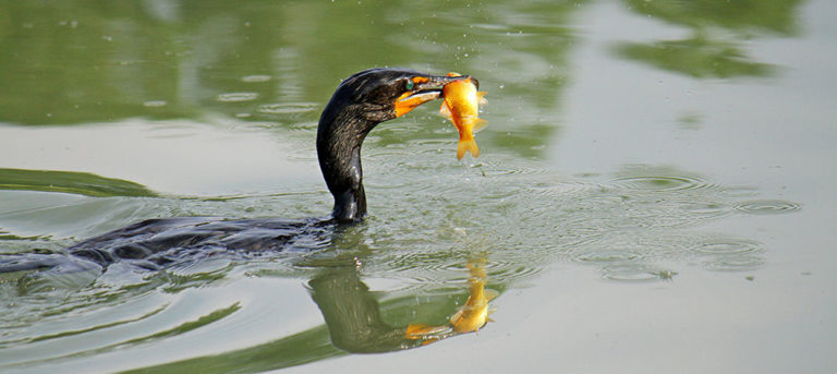 Ontario’s Cormorant Hunt: Setting the Record Straight - Ontario Nature
