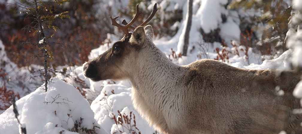 Imminent Extirpation of the Lake Superior Caribou – Blog - Ontario Nature