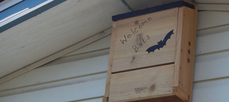 The Canadian Bat Box Project is Looking for Volunteer Participants ...