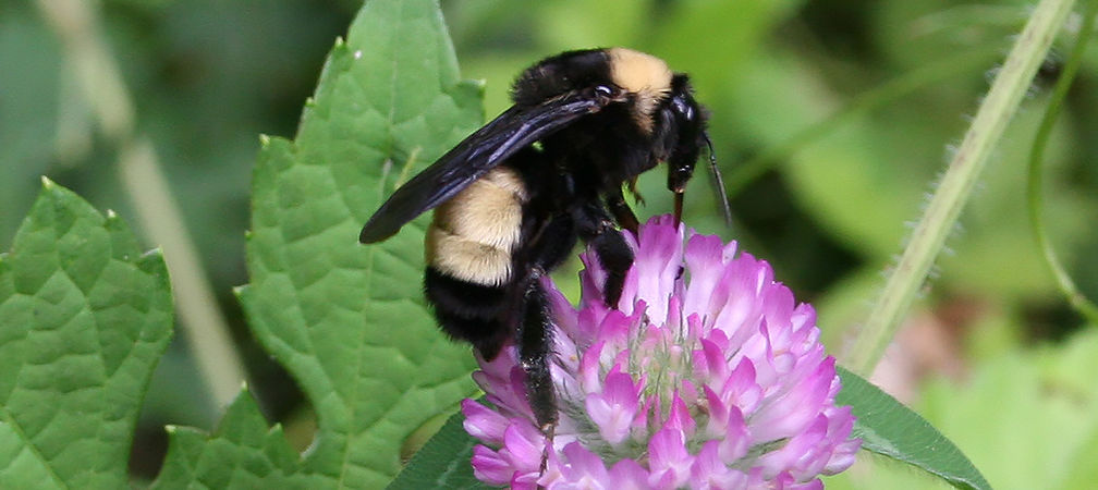 Twelve New Species Added to Federal Species at Risk List, Including ...