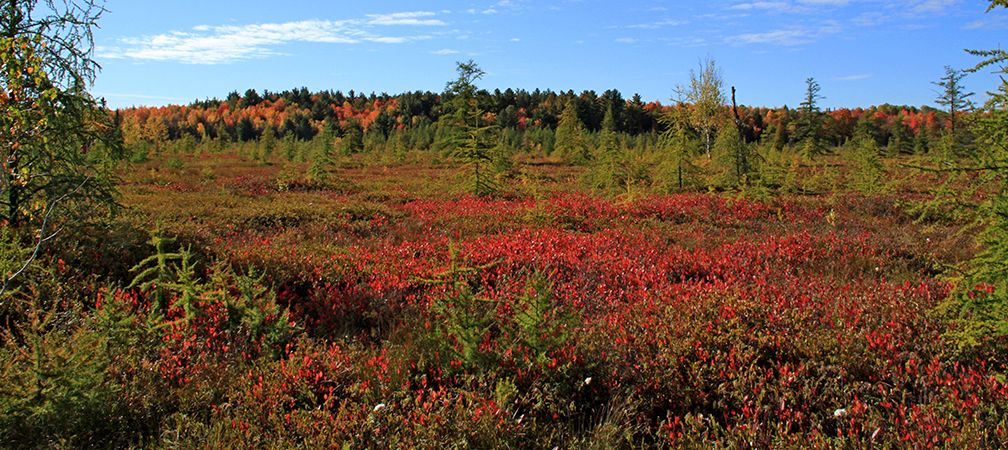 Road Proposal Threatens Mer Bleue Internationally Significant Wetland ...