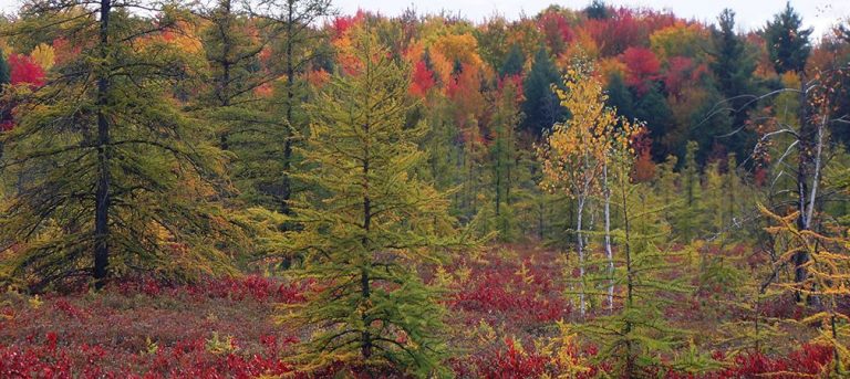 Road Proposal Threatens Mer Bleue Internationally Significant Wetland ...