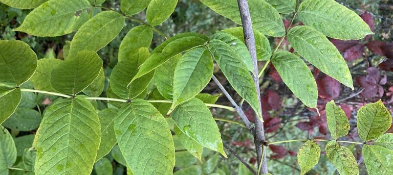 Ten Reasons to Demand Immediate Protection for Endangered Black Ash ...
