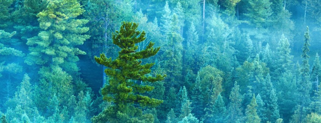 Temagami_4018_Andrew McLachlan_ON_Nature_cover - Ontario Nature