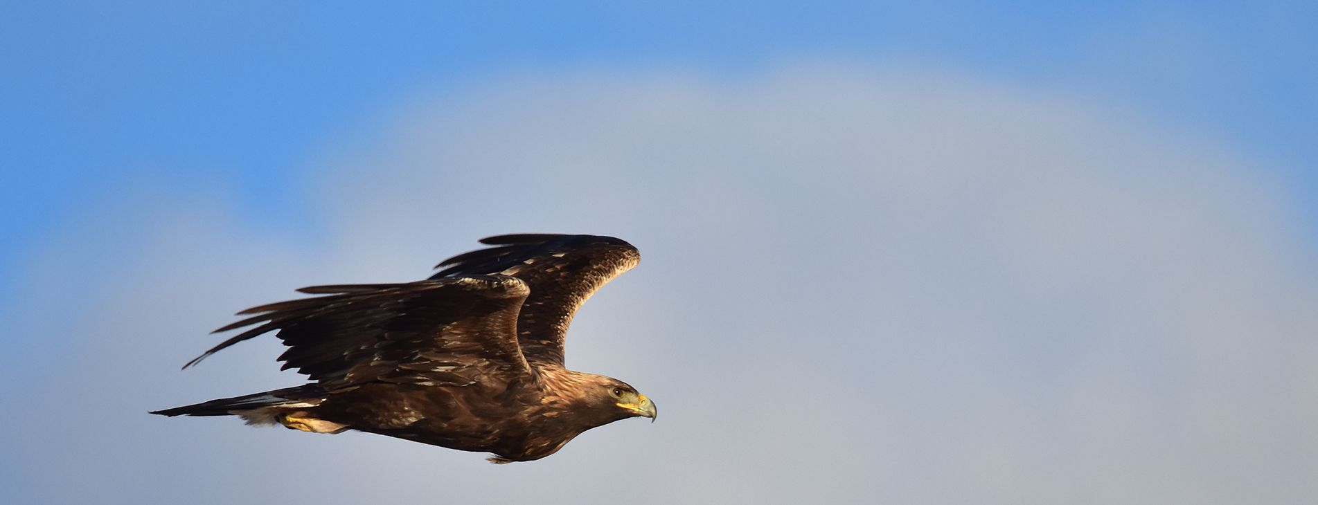 Count Birds Instead of Gifts This Holiday Season - Ontario Nature