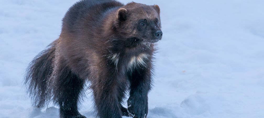 Winter Adaptations of Northern Species at Risk - Ontario Nature