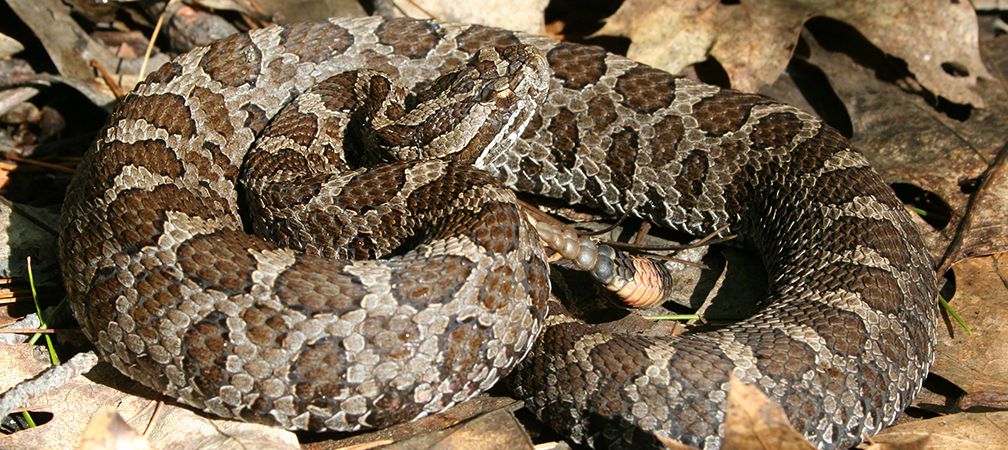 Rattlesnakes and Loss - Ontario Nature