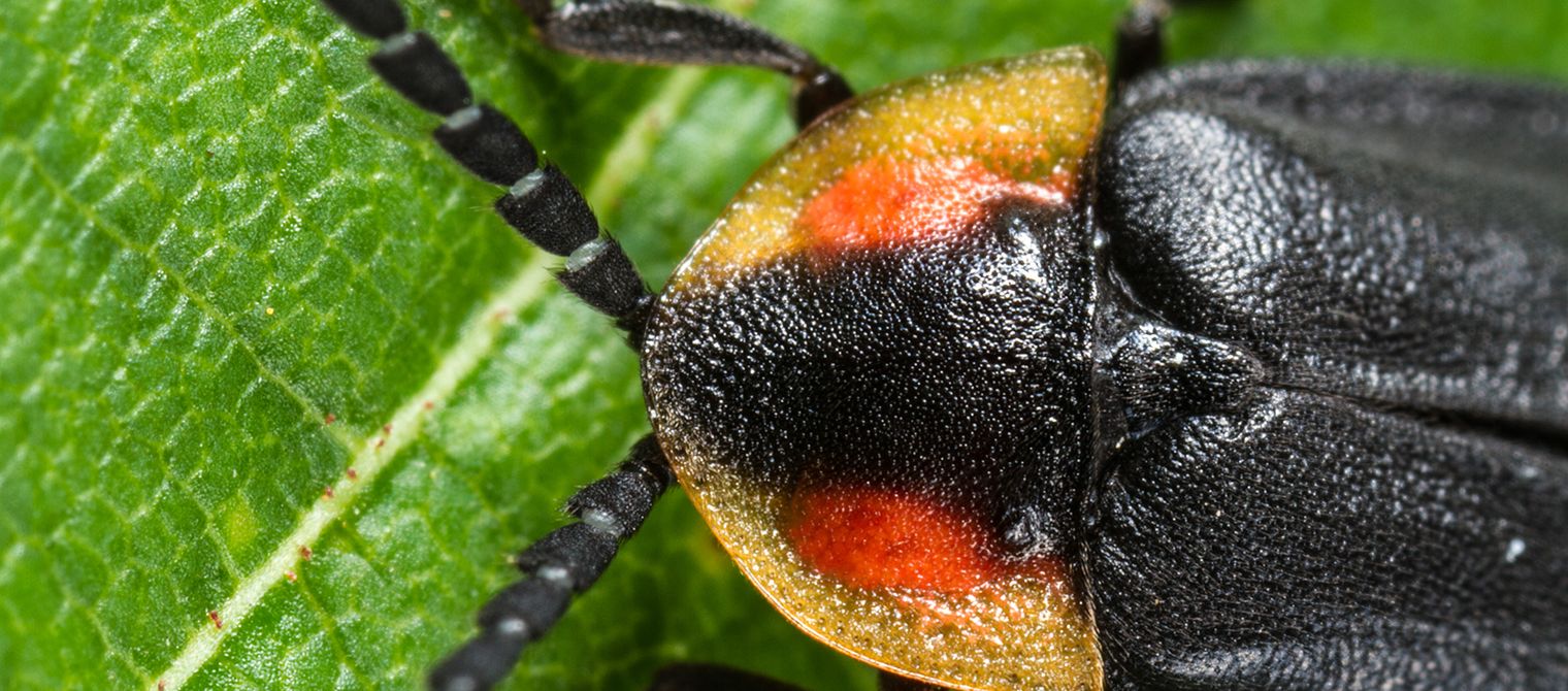 ON Nature Magazine Summer 2023 - Ontario Nature