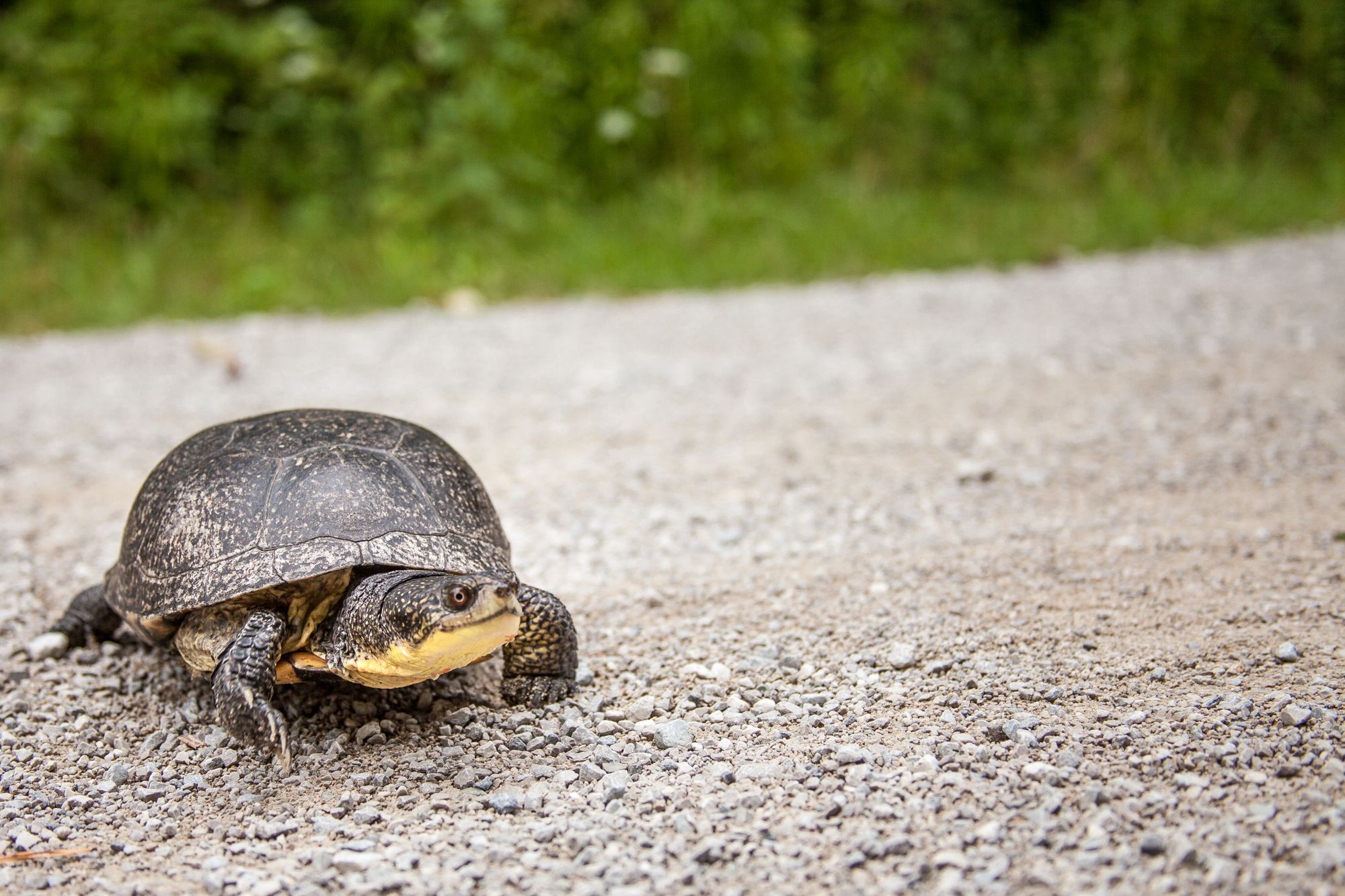 Watch for Wildlife on the Road This Spring to Reduce Roadkill - Ontario ...