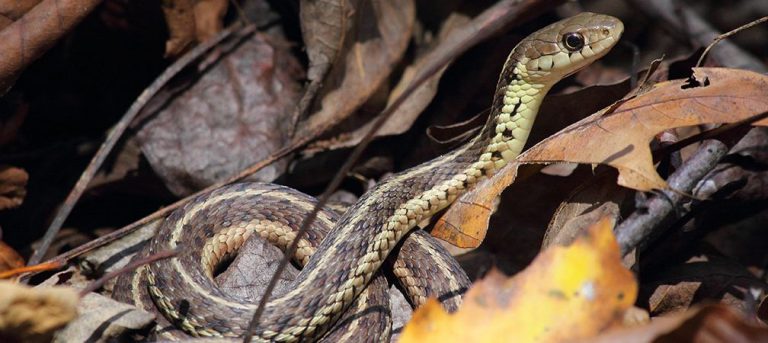 The Underrated Beauty of Snakes - Ontario Nature