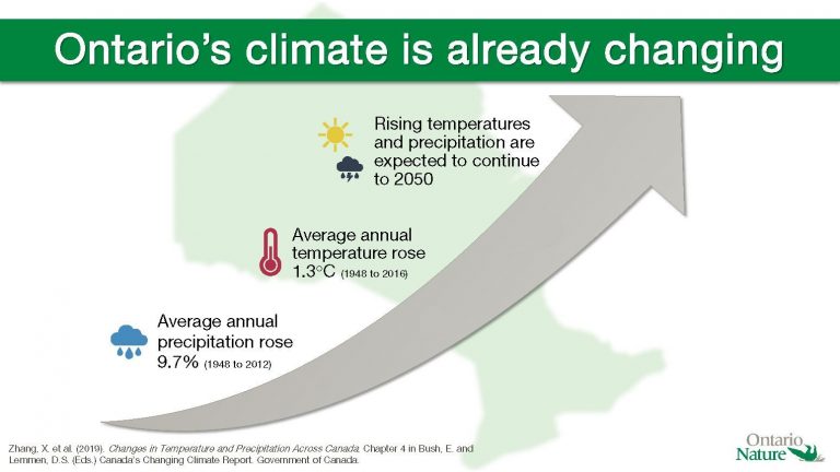 Ontario’s Wetlands: A Nature-based Climate Solution - Ontario Nature
