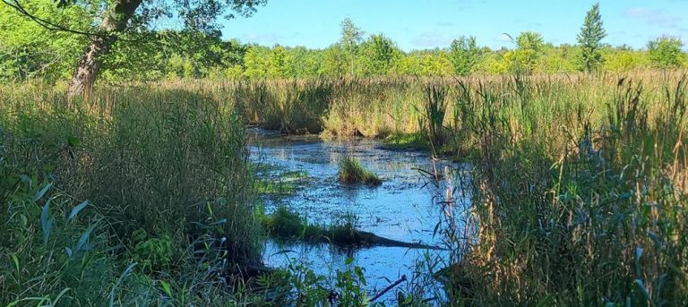 New Resources for Wetland Conservation - Ontario Nature