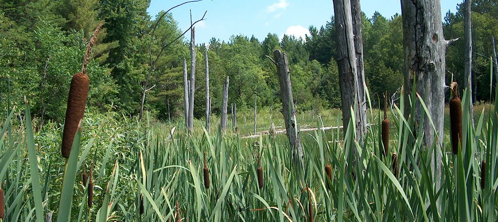 New Resources for Wetland Conservation - Ontario Nature