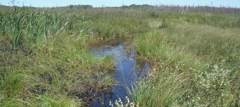 New Report – Wise Practices for Wetland Offsetting in Ontario - Ontario Nature