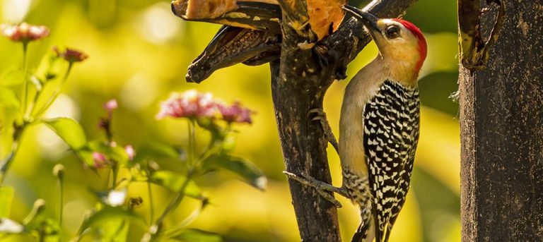 The Benefit of Bird Feeders in Hospice and Palliative Care Settings ...