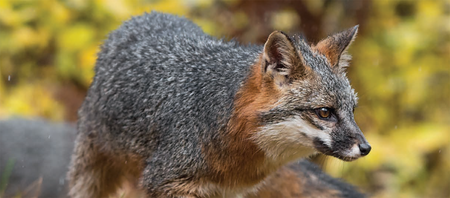 ON Nature Magazine Fall 2023 - Ontario Nature