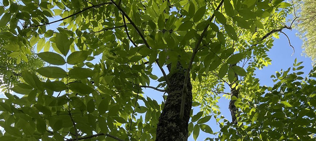 Black Ash: A Lesson on How Not to Implement Ontario’s Endangered ...