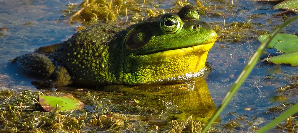 Conservation Success Stories: How Community Involvement Helps Reptiles ...