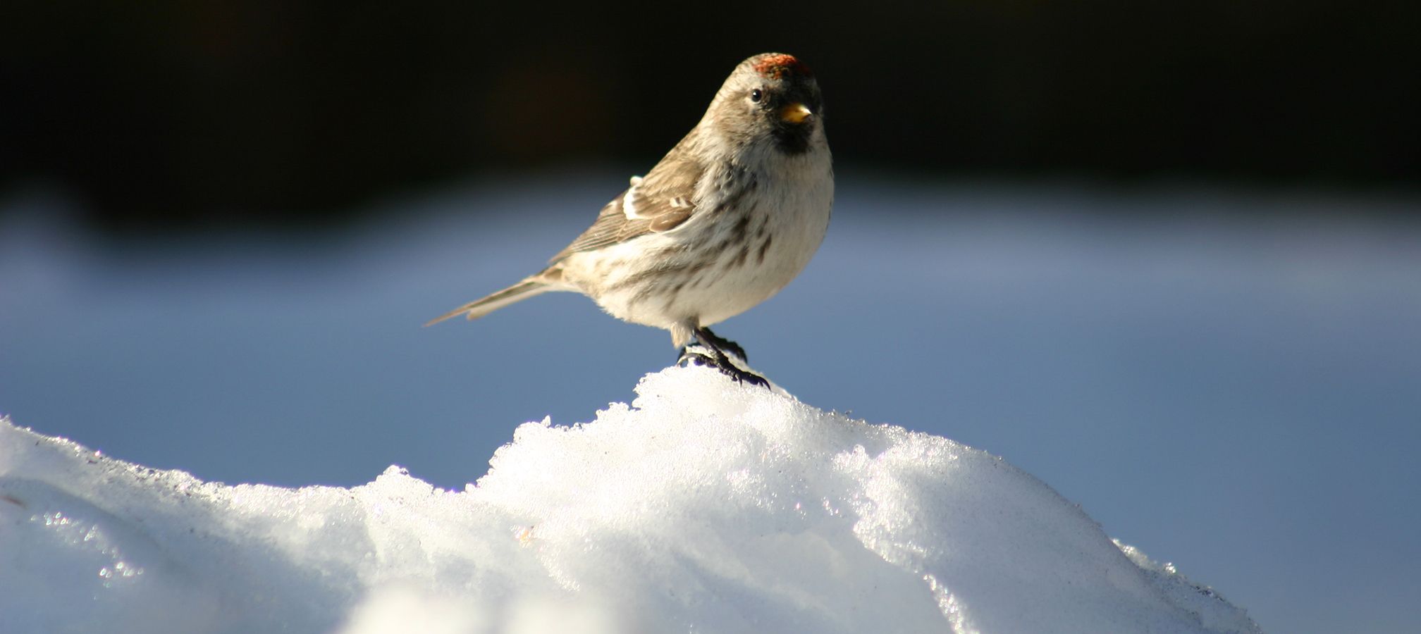 Nature Groups Organize Bird Counts This Holiday Season - Ontario Nature