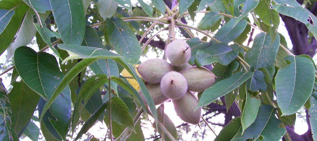 Protections Plummet for Vulnerable Species in Ontario, Again - Ontario ...