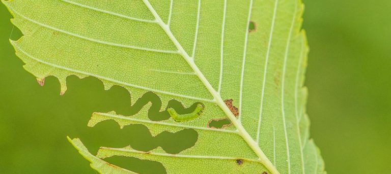 The Elm Zigzag Sawfly: A New Invasive Threat to Native Trees - Ontario ...