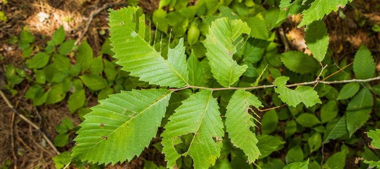 The Elm Zigzag Sawfly: A New Invasive Threat to Native Trees - Ontario ...