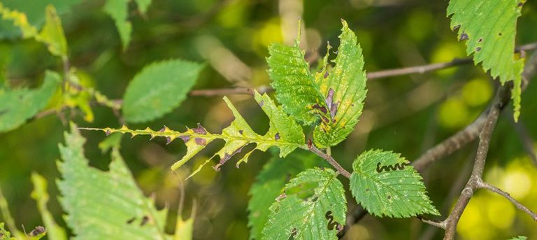 The Elm Zigzag Sawfly: A New Invasive Threat to Native Trees - Ontario ...