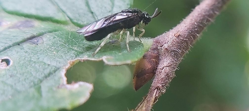 The Elm Zigzag Sawfly: A New Invasive Threat to Native Trees - Ontario ...
