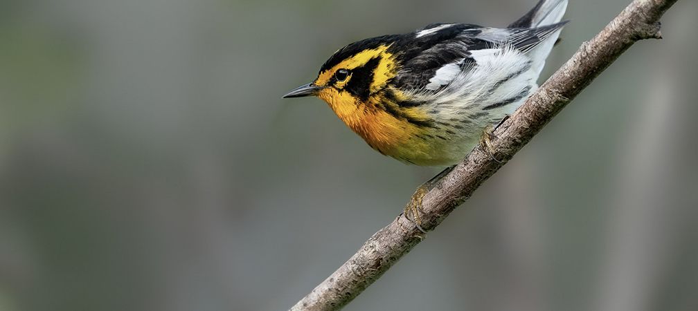 Top 10 Places to Atlas in 2024 - Ontario Nature