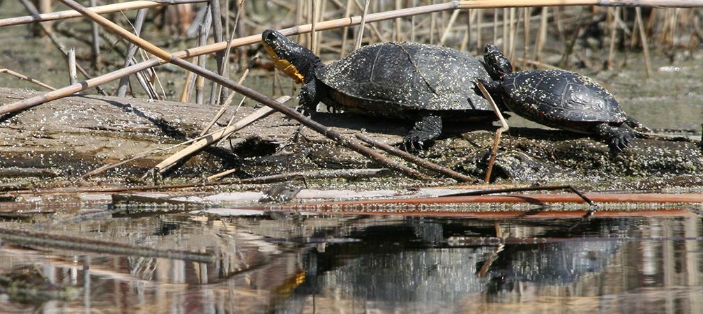 Troubled Turtles Gain Momentum with Grassroots Supporters - Ontario Nature