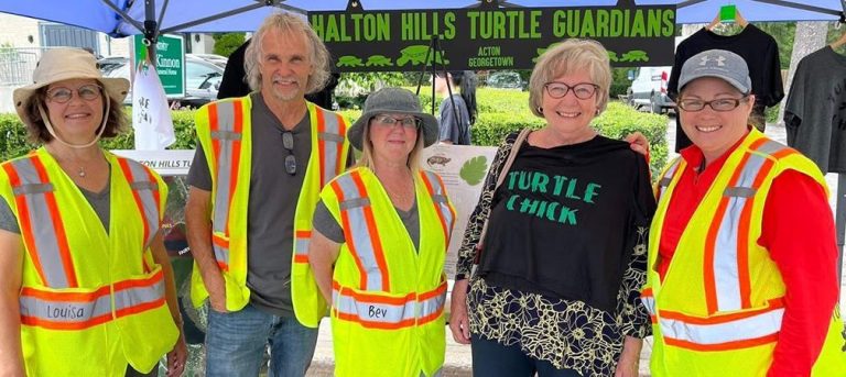 Troubled Turtles Gain Momentum with Grassroots Supporters - Ontario Nature
