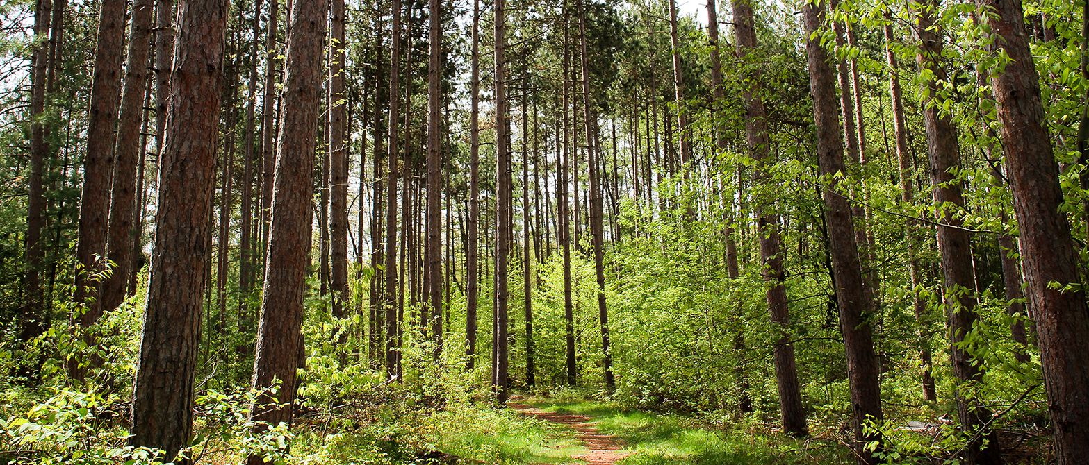 Community Forests Deliver on Conservation - Ontario Nature