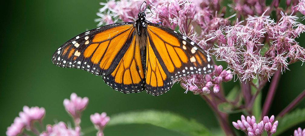 Monarch Butterflies in Ontario and How You Can Help - Ontario Nature