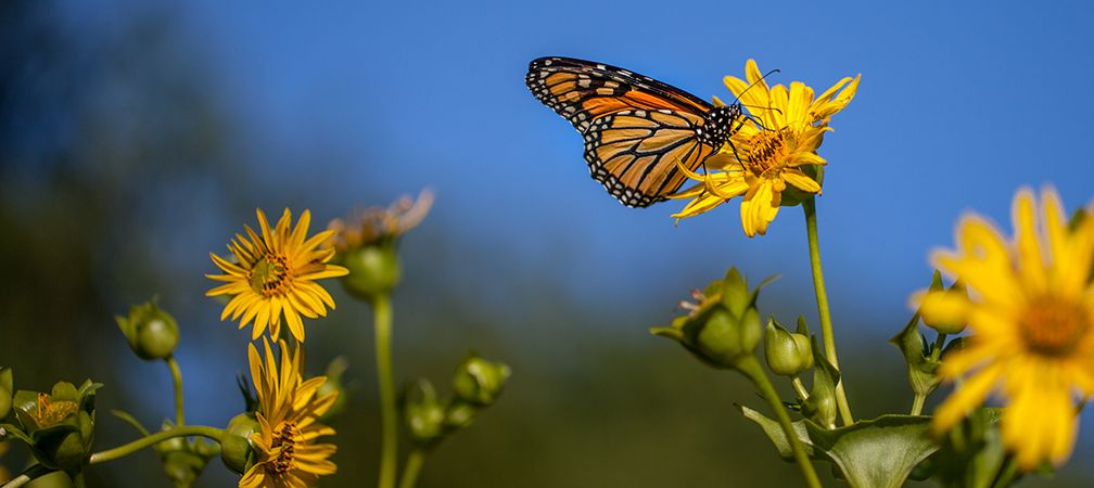 Monarch Butterflies in Ontario and How You Can Help - Ontario Nature