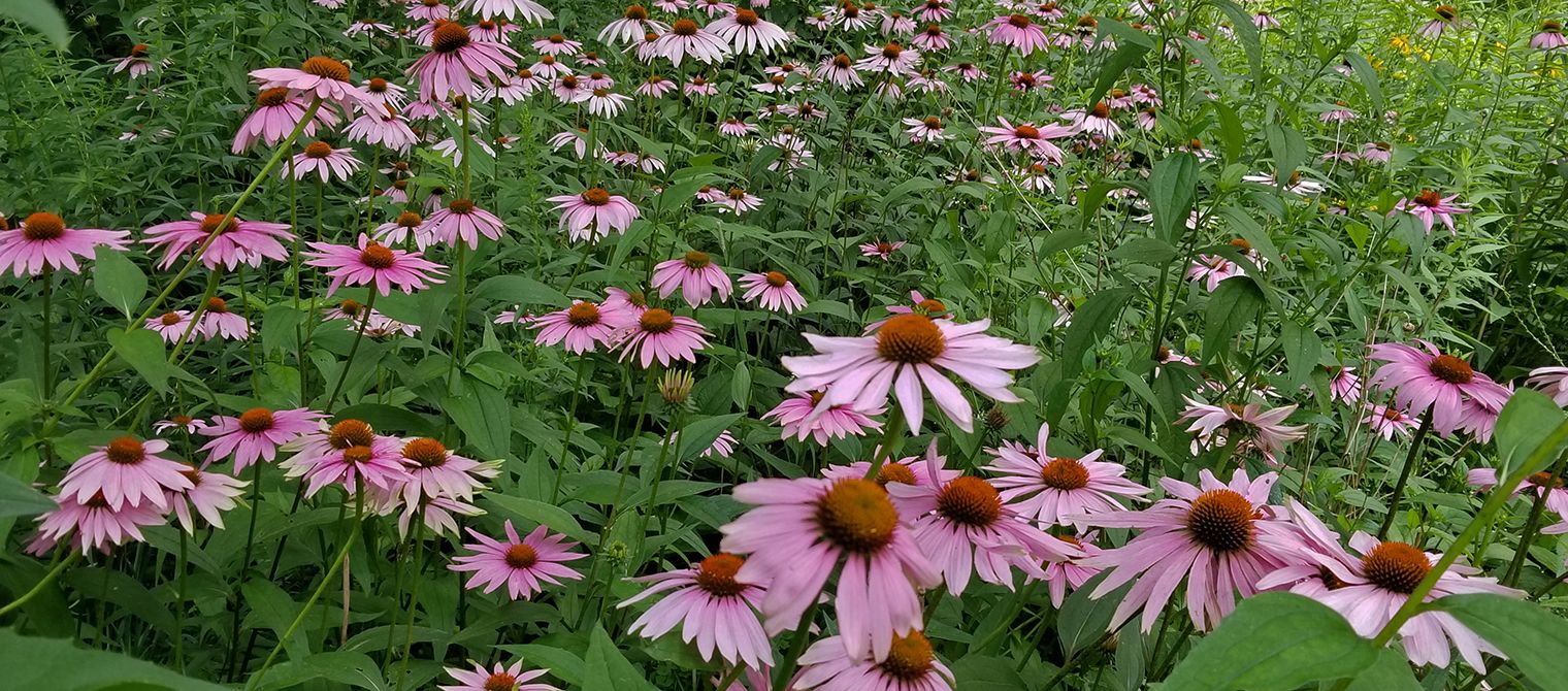 Pollinator Roadsides – Creating Habitat in the Waterloo Region ...