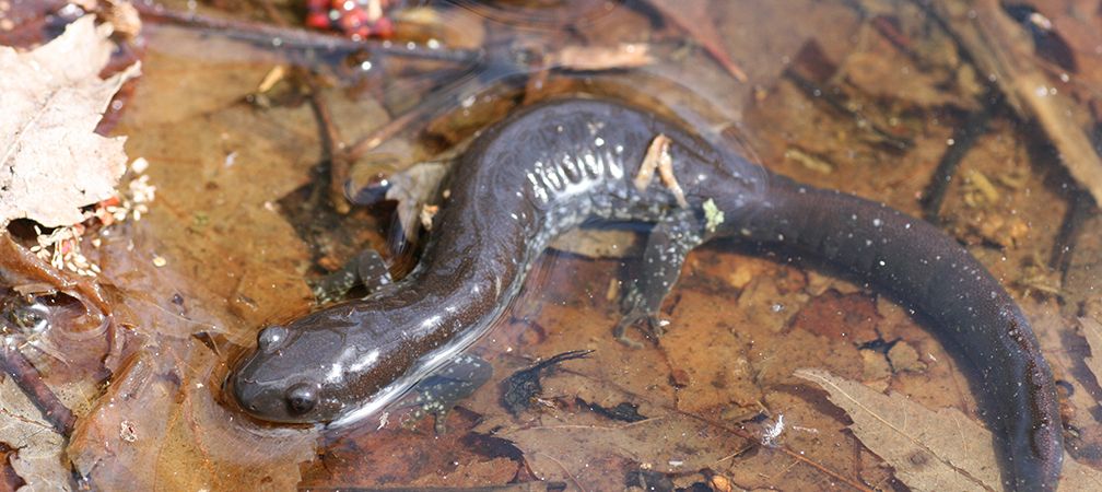 Restoring Ontario’s Endangered Species Act - Ontario Nature