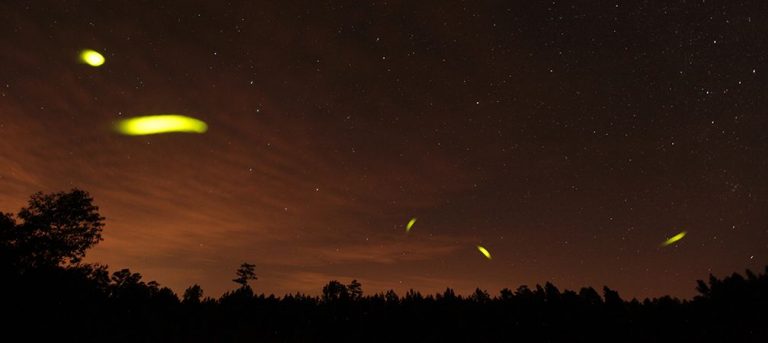 Fireflies of Ontario – What We Know and What is Yet to be Discovered ...