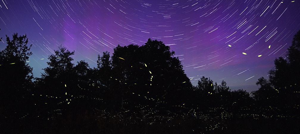 Fireflies of Ontario – What We Know and What is Yet to be Discovered ...