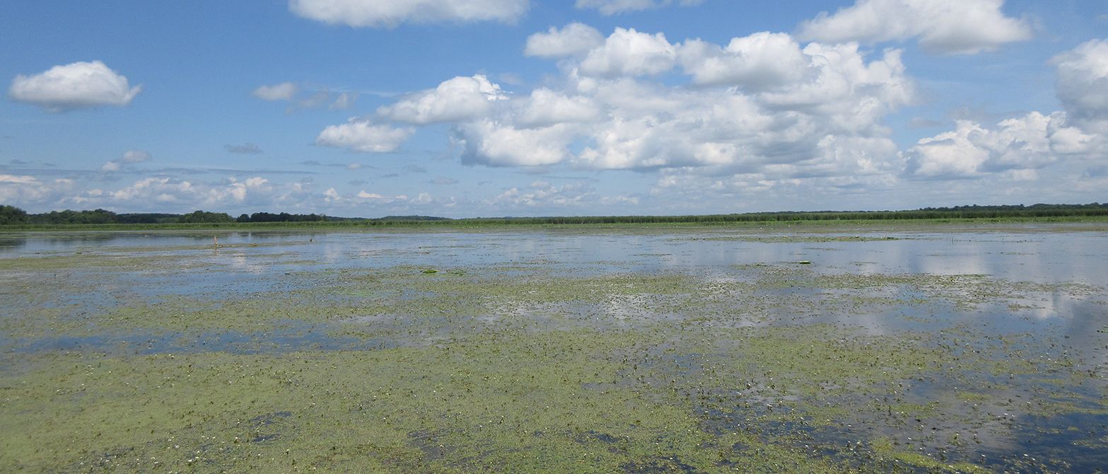 Ontario Nature Expands the Gananoque Lake Nature Reserve - Ontario Nature