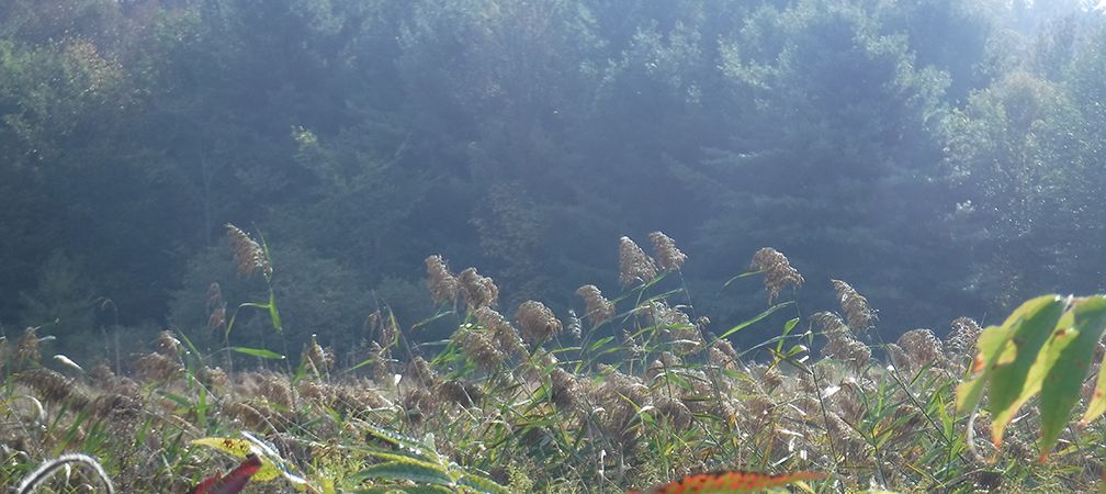 Fighting Invasive Phragmites at Lost Bay Nature Reserve - Ontario Nature
