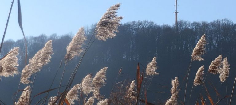 Fighting Invasive Phragmites at Lost Bay Nature Reserve - Ontario Nature