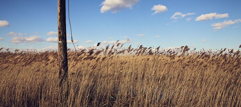 Fighting Invasive Phragmites at Lost Bay Nature Reserve - Ontario Nature
