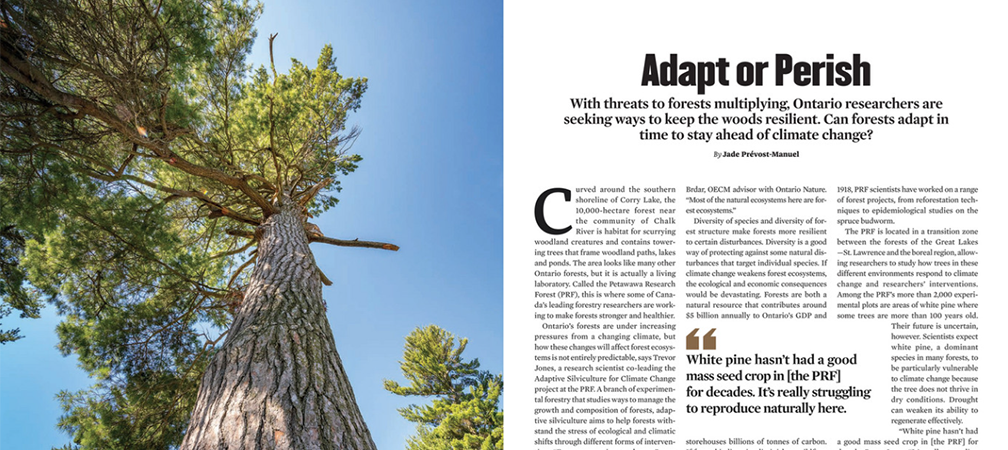 Spring Peeper | Reptiles & Amphibians in Ontario | Ontario Nature