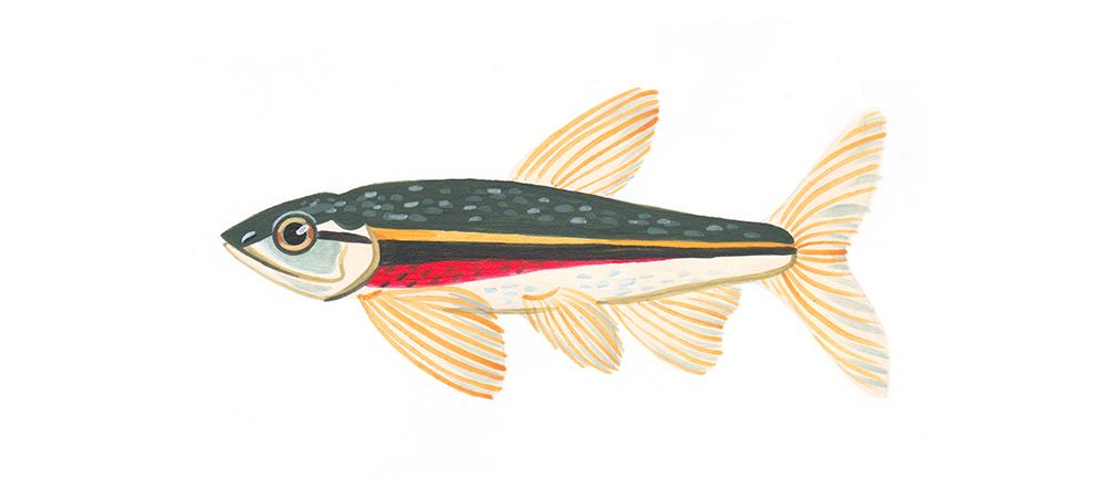 New Hope for a Small but Mighty Minnow in the GTA? - Ontario Nature